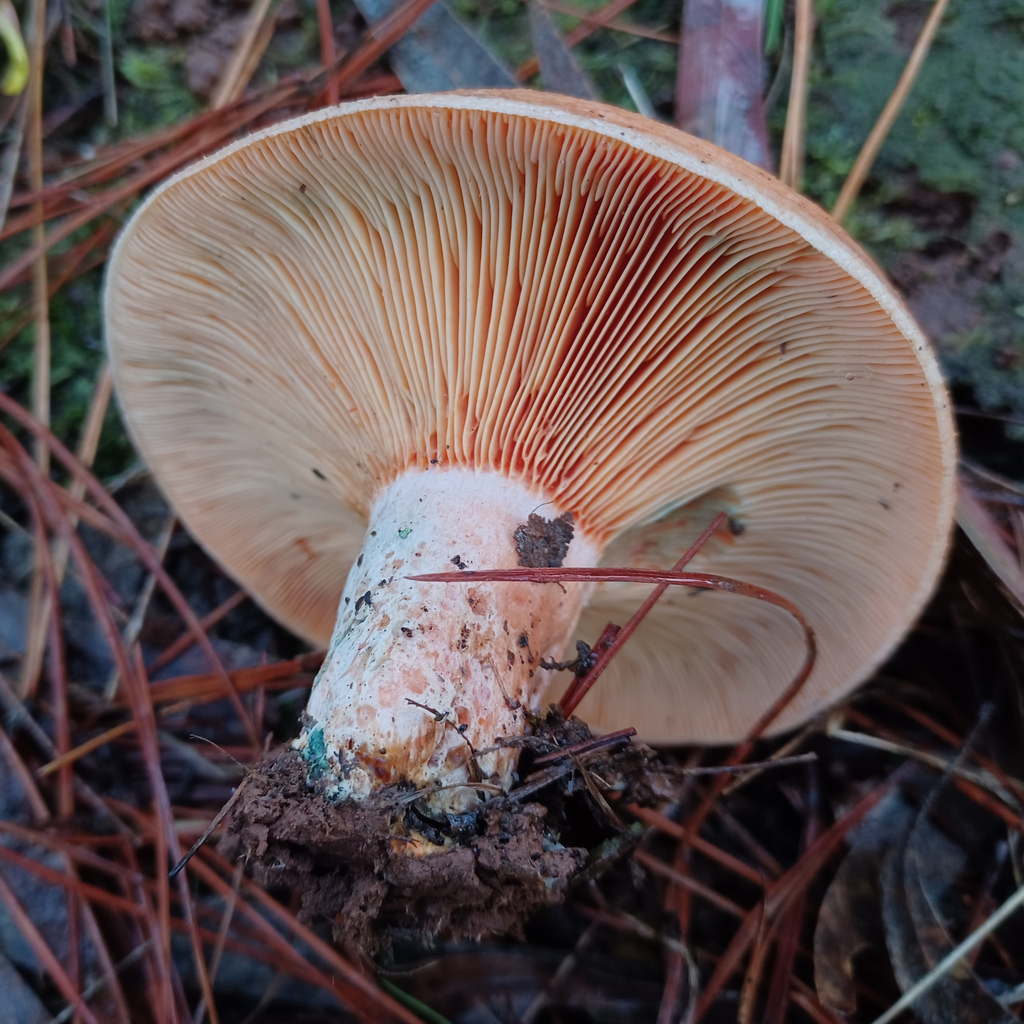 saffron milkcap from Nashdale NSW 2800, Australia on May 5, 2024 at 04: ...