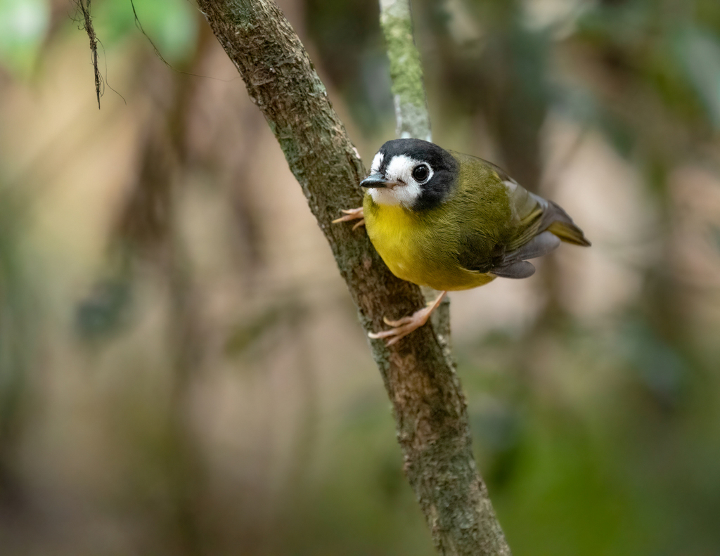 White-faced Robin (Eopsaltria leucops) - Avian Discovery