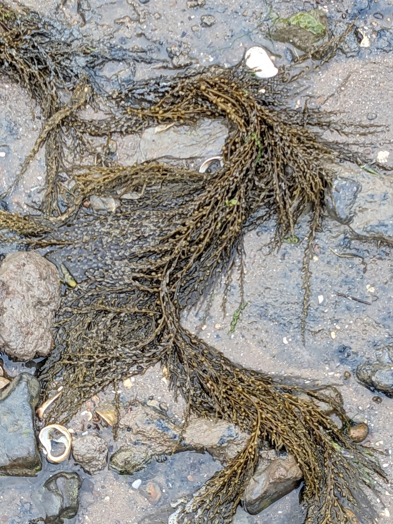 Japanese Wireweed from Harwich, UK on May 15, 2024 at 07:39 AM by Libby ...