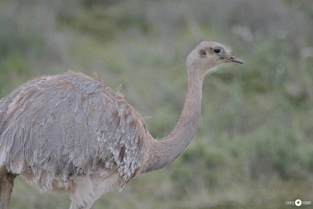 Choique (ESTEPA - Bahía Bustamante) · iNaturalist