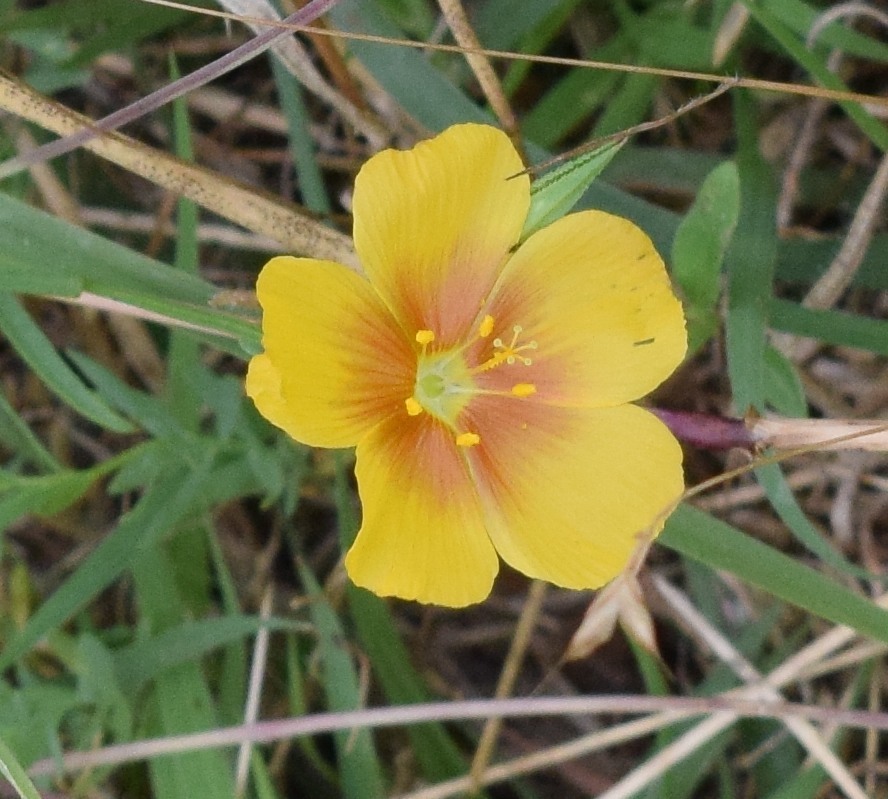Yellow Flax (Linum rigidum) - Botanical Realm