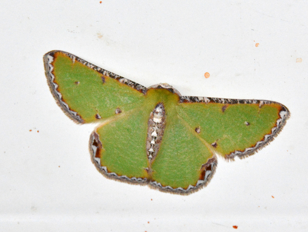 Eucyclodes buprestaria from Kalamunda WA, Australia on January 15, 2018 ...