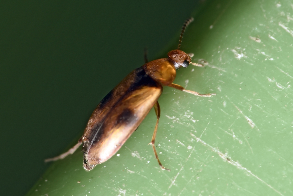 Anaspis maculata from Wordsley, Stourbridge, UK on May 14, 2024 at 04: ...