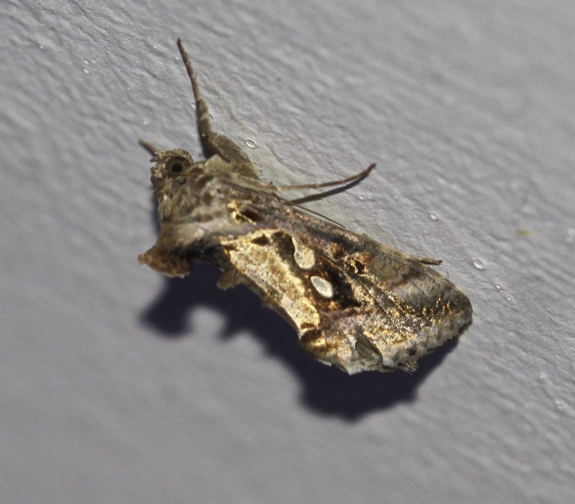 Green Garden Looper from Mount Mellum QLD 4550, Australia on May 7 ...