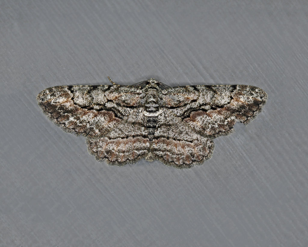 North American Common Gray from Salem, NH 03079, USA on May 15, 2024 at ...