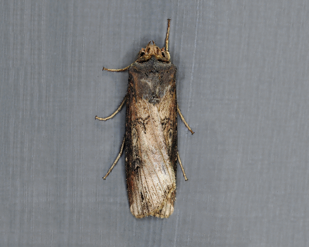 Ipsilon Dart Moth from Salem, NH 03079, USA on May 15, 2024 at 06:03 AM ...