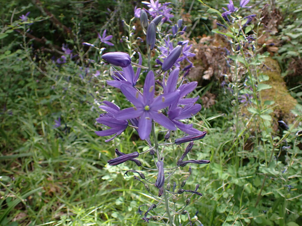great camas from Capital, BC, Canada on May 14, 2024 at 03:46 PM by ...