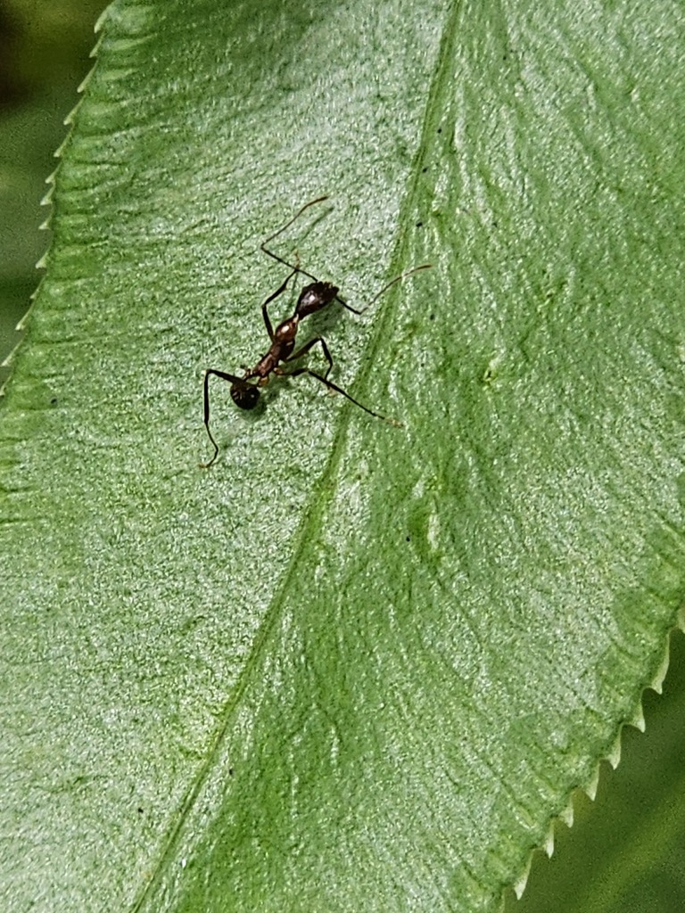 Collared Ants from 313台灣新竹縣尖石鄉 on May 15, 2024 at 02:00 PM by 郭伯川 ...