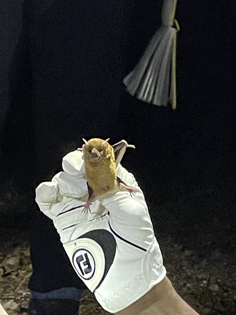 New World Leaf-nosed Bats from Orange Walk, BZ on May 13, 2024 at 07:59 ...