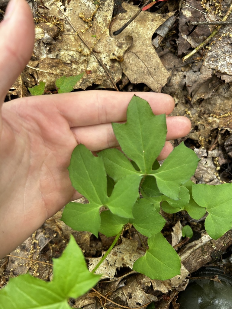 three-leaved rattlesnake root from Oakland, MD, US on May 15, 2024 at ...