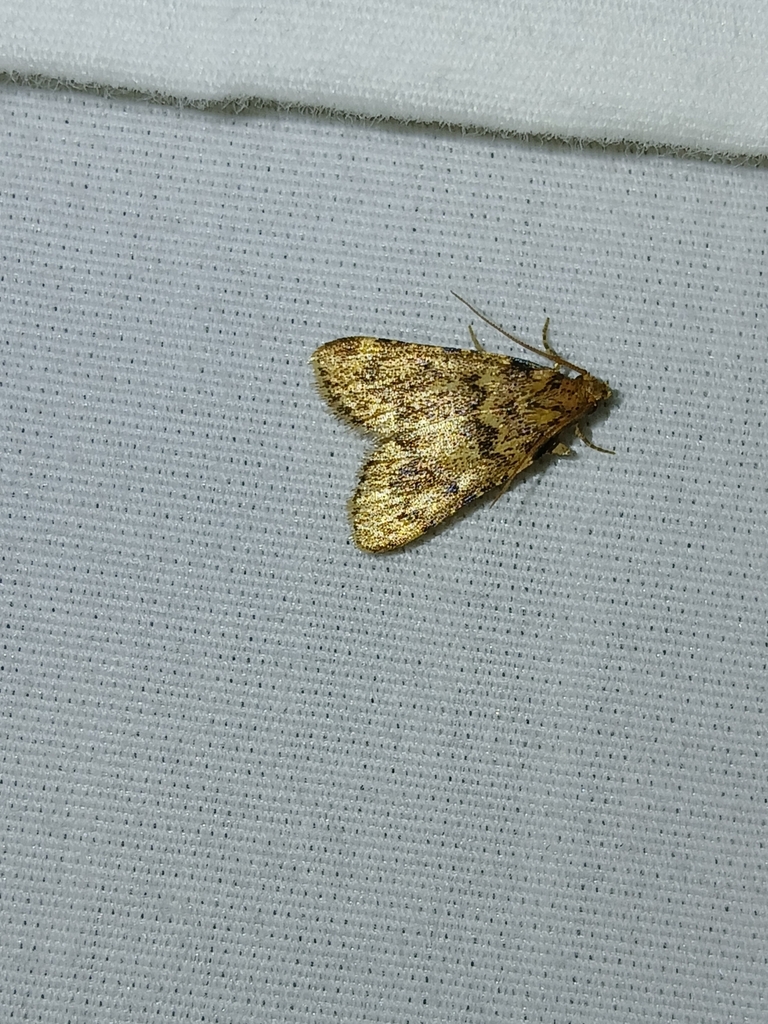 Pink-masked Pyralid Moth from Norman, OK 73026, USA on May 14, 2024 at ...