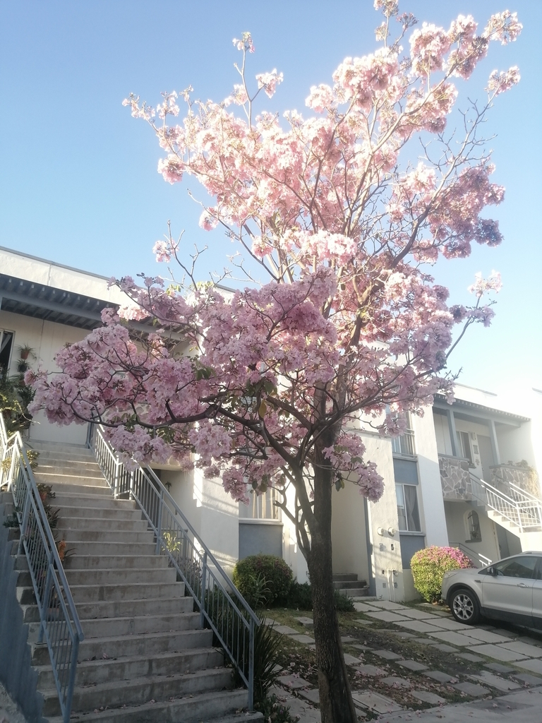 Pink poui from Quintas Las Bugambilias, Querétaro, Qro, México on March ...