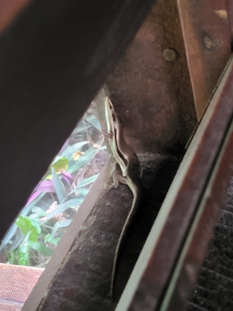 Mayan Skink from Orange Walk District, Belize on May 15, 2024 at 08:36 ...