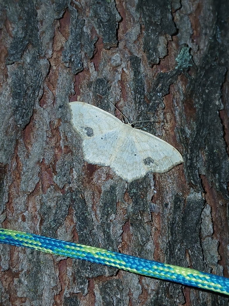 Large Lace-border Moth from Norman, OK 73026, USA on May 14, 2024 at 10 ...