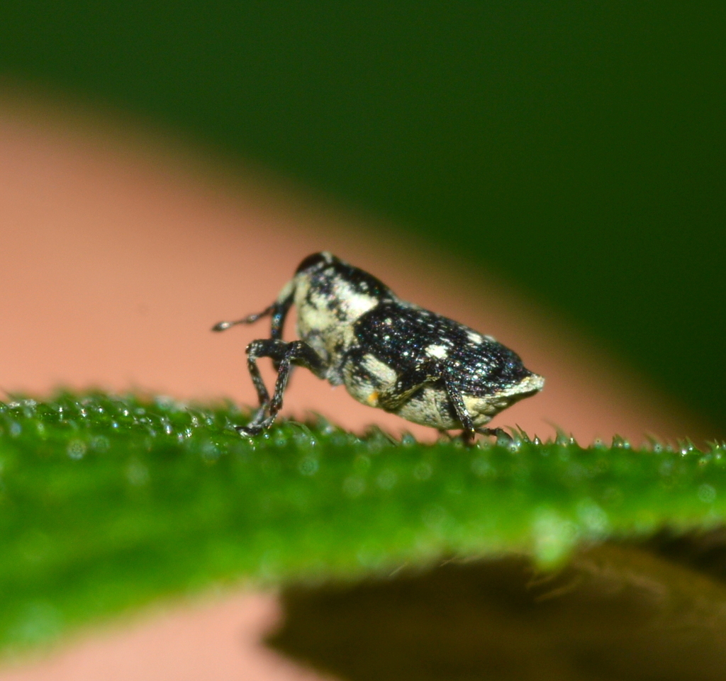 Cylindrocopturus quercus from Mercer County, KY, USA on May 14, 2024 at ...