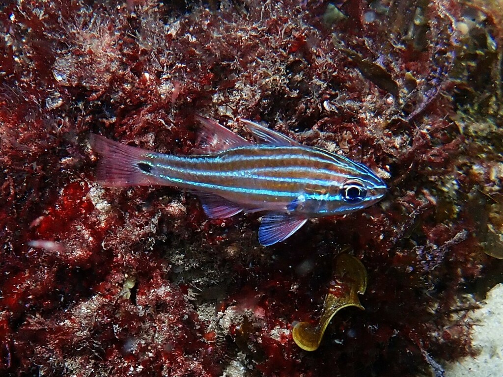 Western Striped Cardinalfish from South Cottesloe Nth Sponge Gardens ...