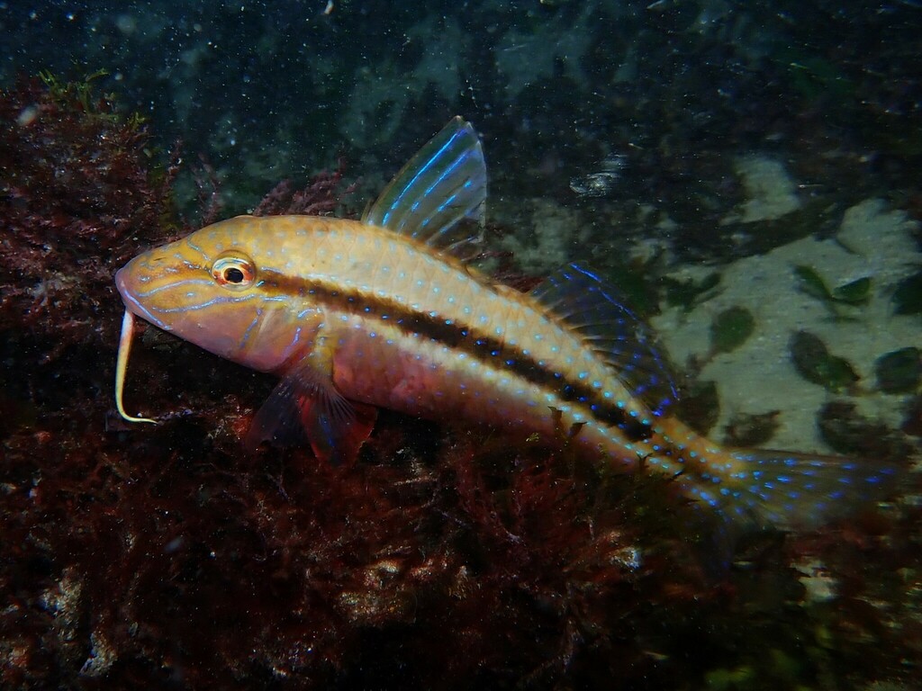 Bluespotted Goatfish from South Cottesloe Nth Sponge Gardens, Perth WA ...