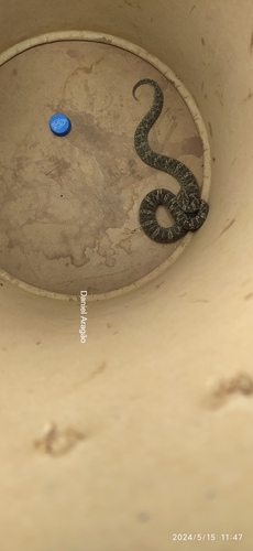 Cerrado Lancehead (Bothrops lutzi) - Snakes and Lizards