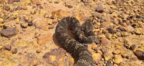 Cerrado Lancehead (Bothrops lutzi) - Snakes and Lizards