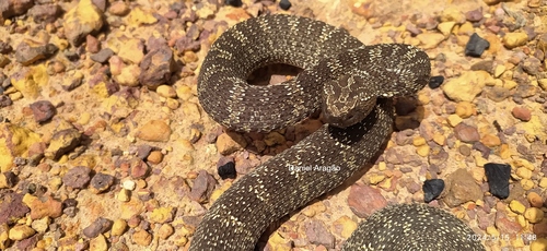 Cerrado Lancehead (Bothrops lutzi) - Snakes and Lizards