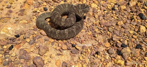 Cerrado Lancehead (Bothrops lutzi) - Snakes and Lizards