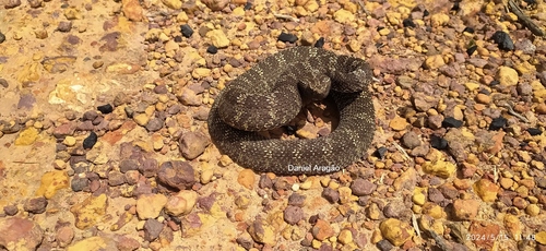 Cerrado Lancehead (Bothrops lutzi) - Snakes and Lizards