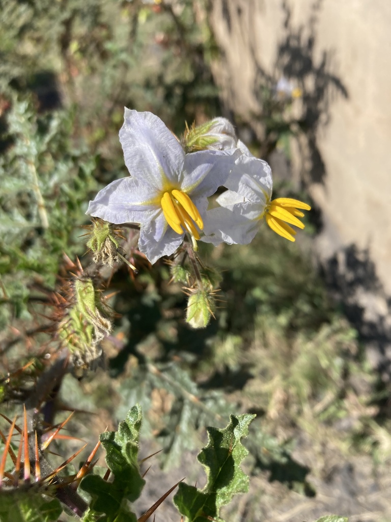 Red Buffalo-bur from Emalahleni Rural, Emalahleni, MP, ZA on May 15 ...