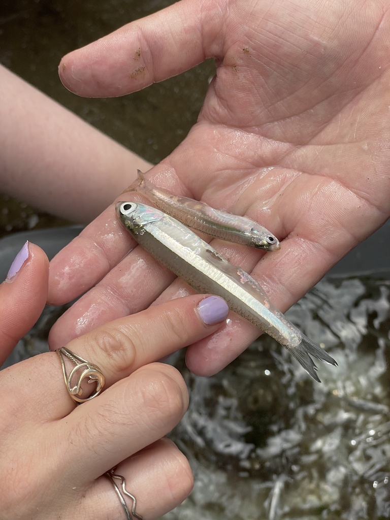Striped Anchovy from North Atlantic Ocean, SC, US on May 15, 2024 at 10:37 AM by lindsayjshatz ...