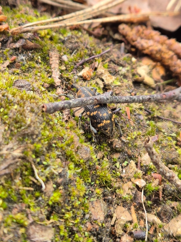 Large Pine Weevil from Bracknell, UK on May 14, 2024 at 05:27 PM by ...