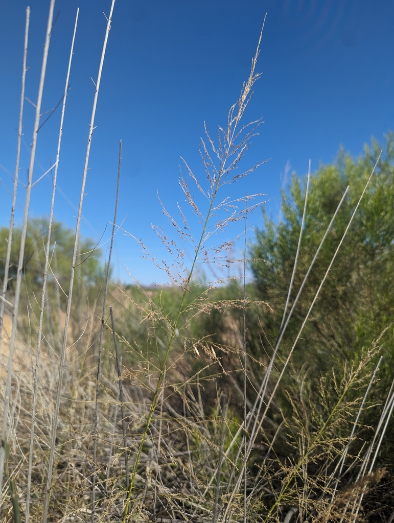 big sacaton from Paseo De Las Iglesias, Tucson, AZ 85713, USA on May 15 ...
