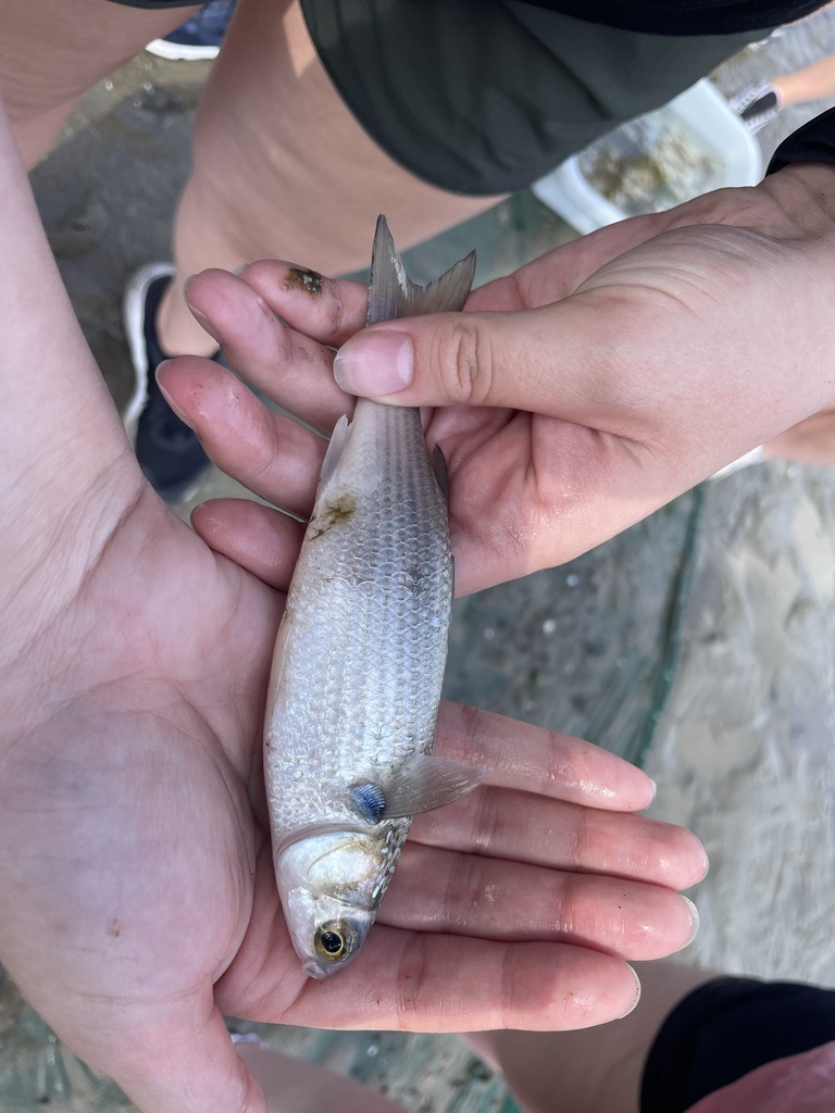 White Mullet from North Atlantic Ocean, SC, US on May 15, 2024 at 10:11 ...
