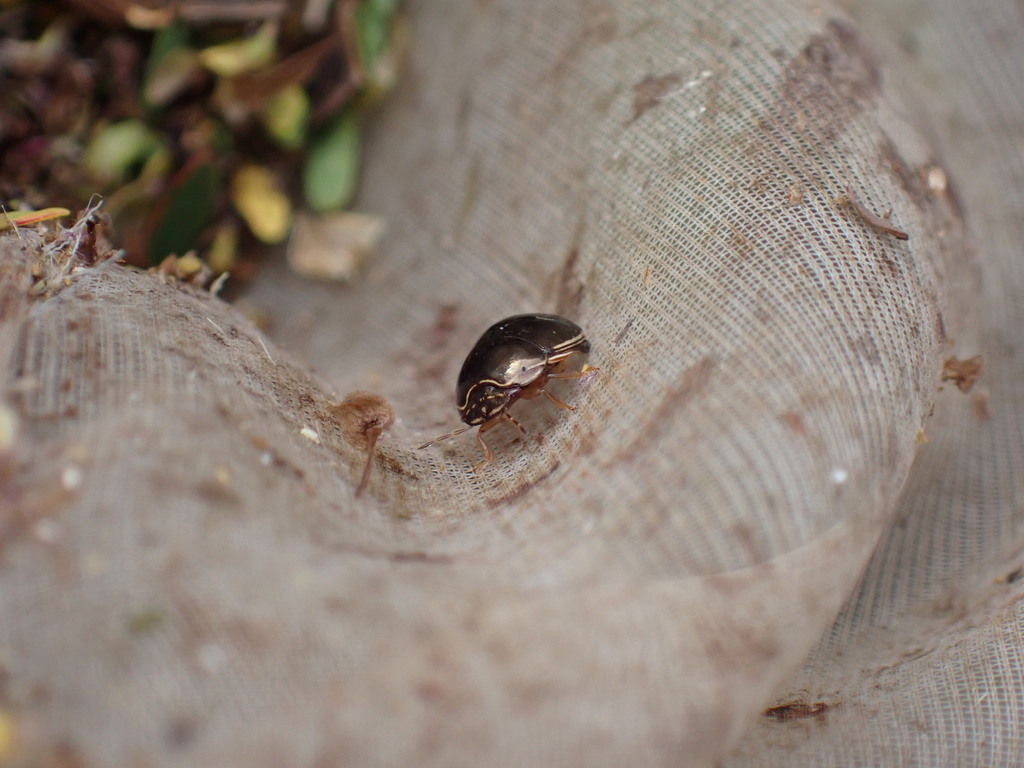 Brachyplatys subaeneus from Vieux Bourg, Morne-à-l'Eau, Guadeloupe on ...