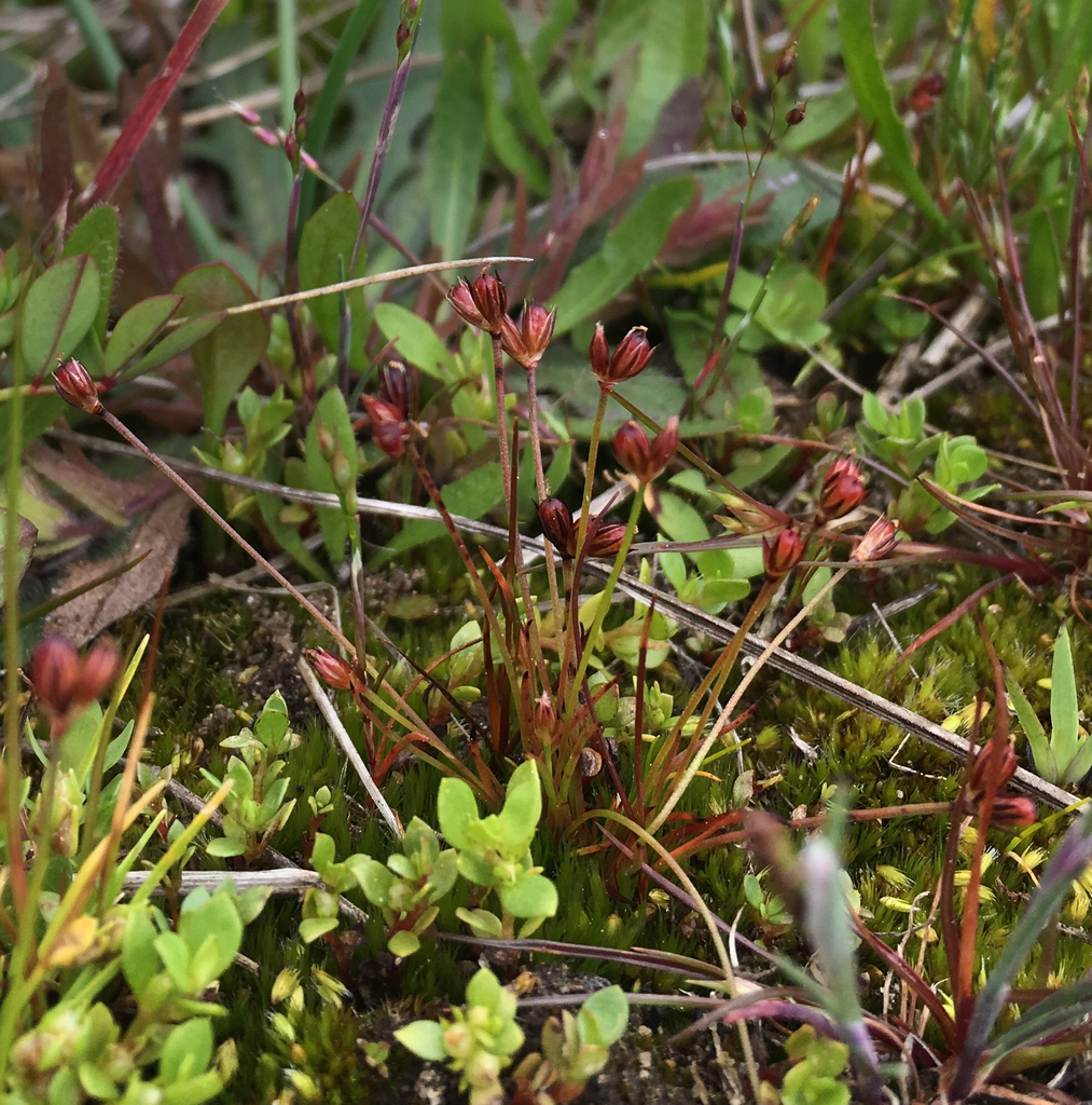 kellogg's dwarf rush in May 2016 by Eric Wrubel. In seasonal wetland ...