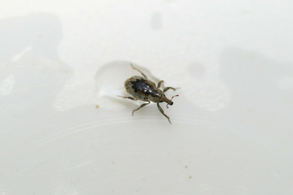 Rice Water Weevil from Anheung-myeon, Hoengseong-gun, Gangwon-do, South ...