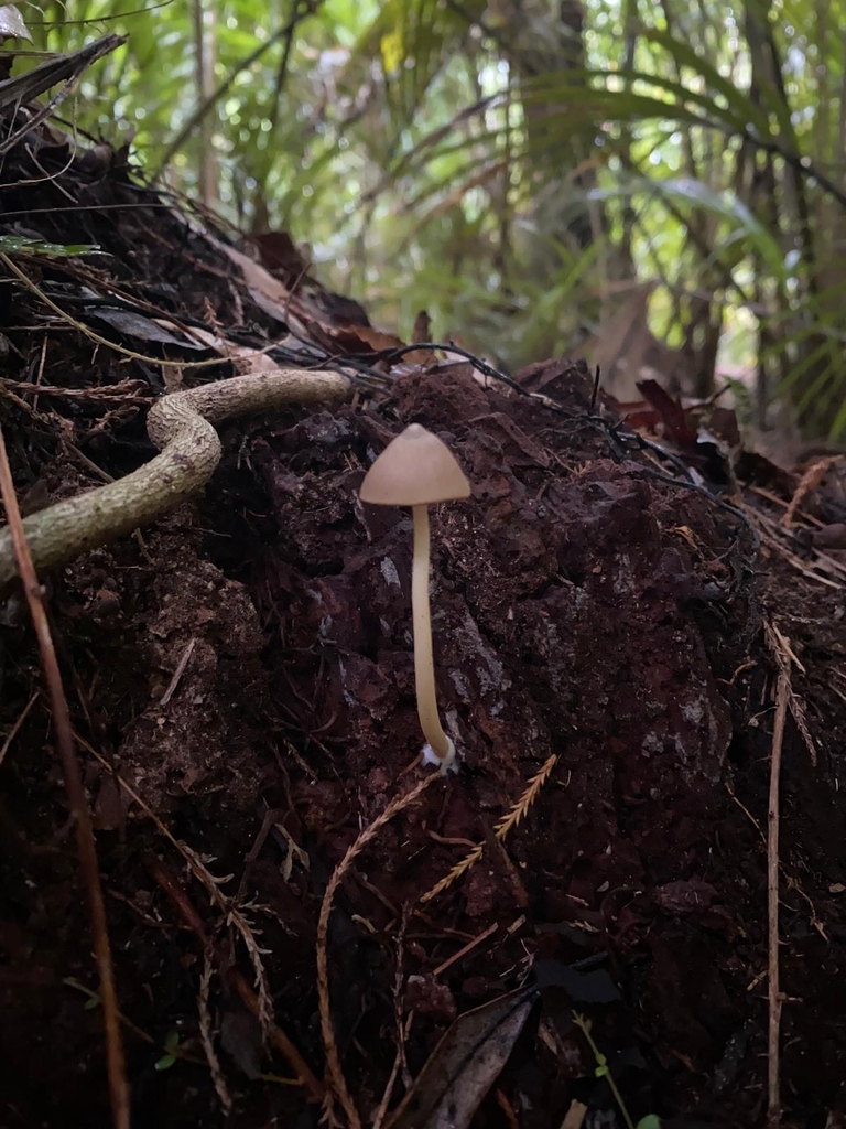 Pinkgills from Ōkiwi Bay 7193, New Zealand on May 15, 2024 by Louise ...