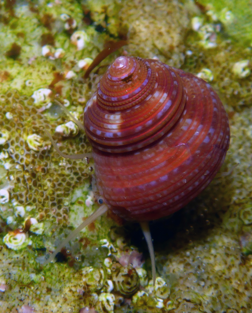 Granulose Topsnail from Monterey, California, United States on May 25 ...