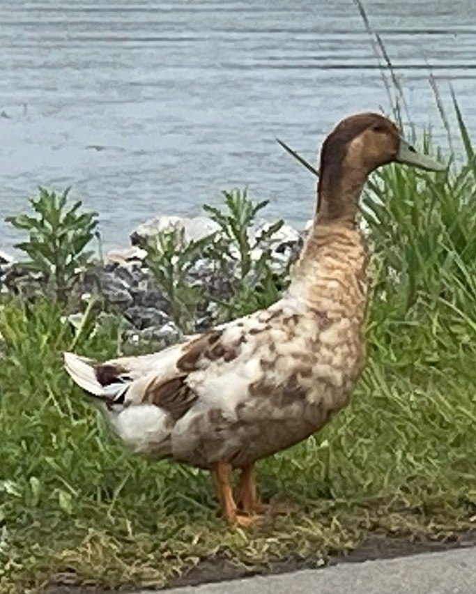Domestic Mallard from Southside, Toledo, OH, USA on May 15, 2024 at 11: ...