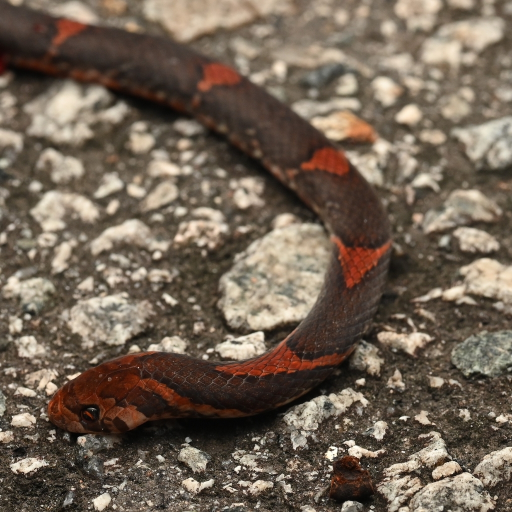 Barred Kukri Snake from Singapore on May 15, 2024 at 09:11 PM by gotta ...