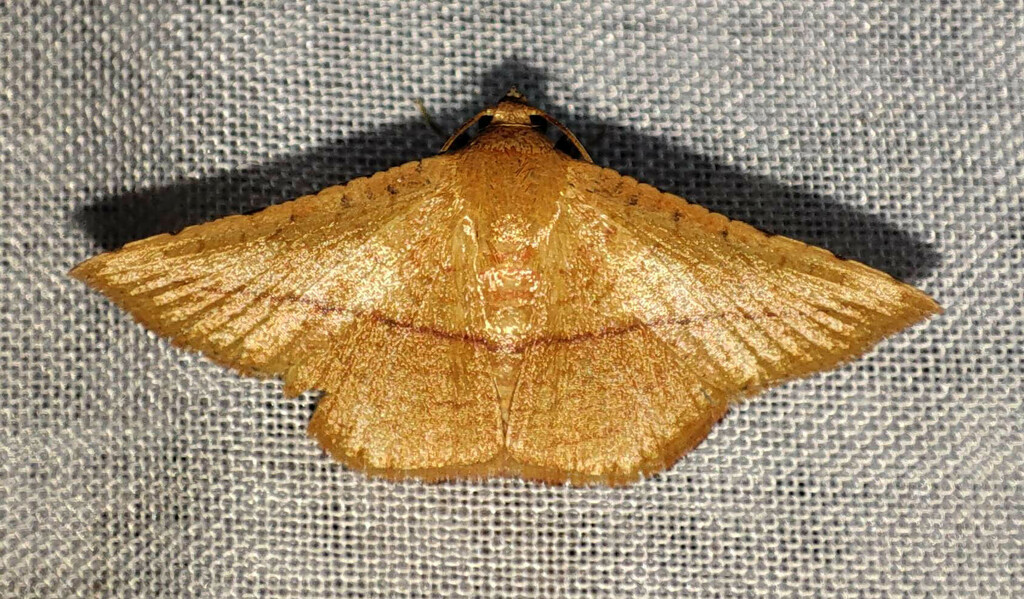 Striglina scitaria in May 2024 by Alen A P · iNaturalist