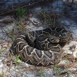 Eastern Diamondback Rattlesnake from Wassaw National Wildlife Refuge ...