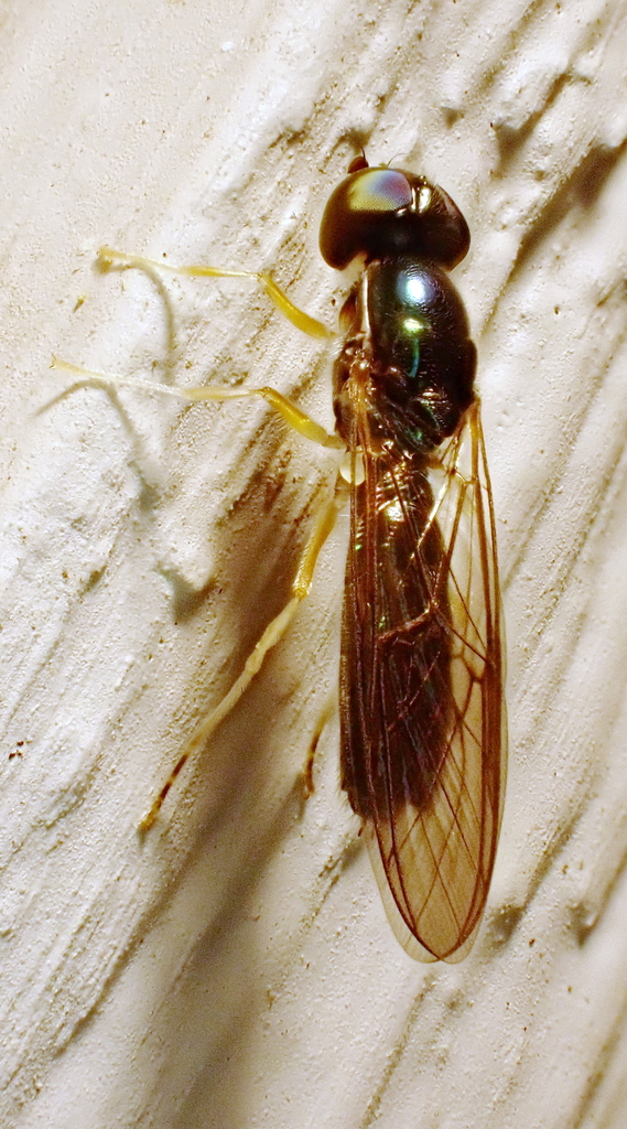 Sargus decorus from Silverleaf Terrace, Richmond, VA 23236, USA on May ...