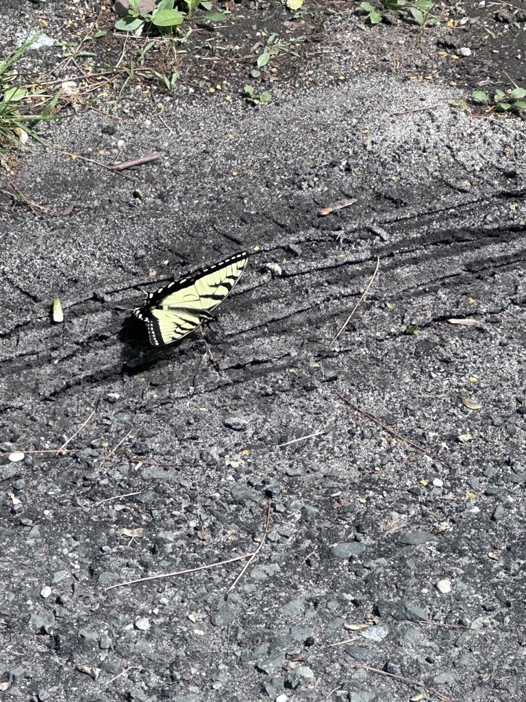 Eastern Tiger Swallowtail from Cinder Rd, Edison, NJ, US on May 13 ...
