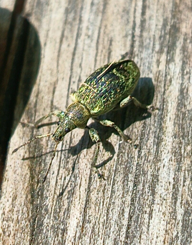 Nettle weevil from Oliwa, Gdańsk, Polska on May 12, 2024 at 10:49 AM by ...