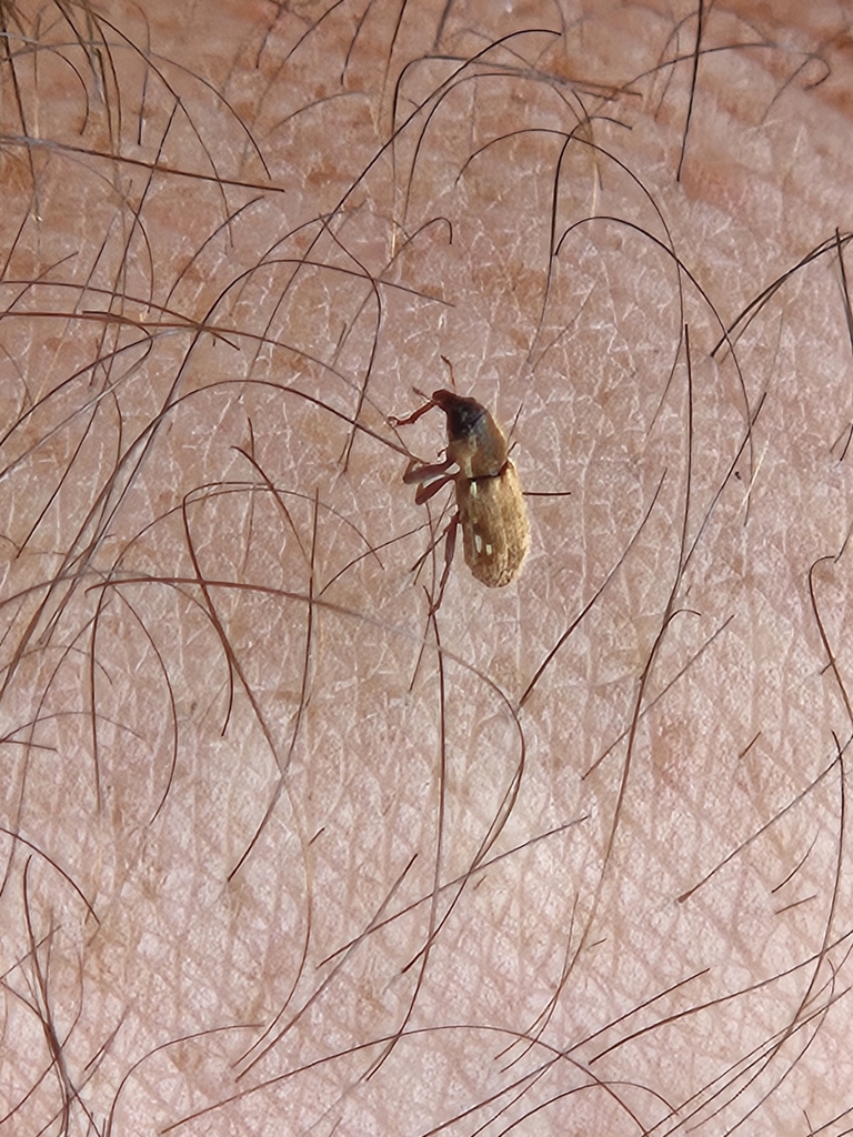 Puncture vine seed weevil from Rancho Gabriela, Surprise, AZ 85379, USA ...