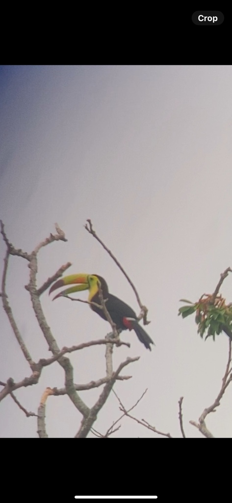 Keel-billed Toucan from Lamanai Access, Orange Walk, BZ on May 15, 2024 ...