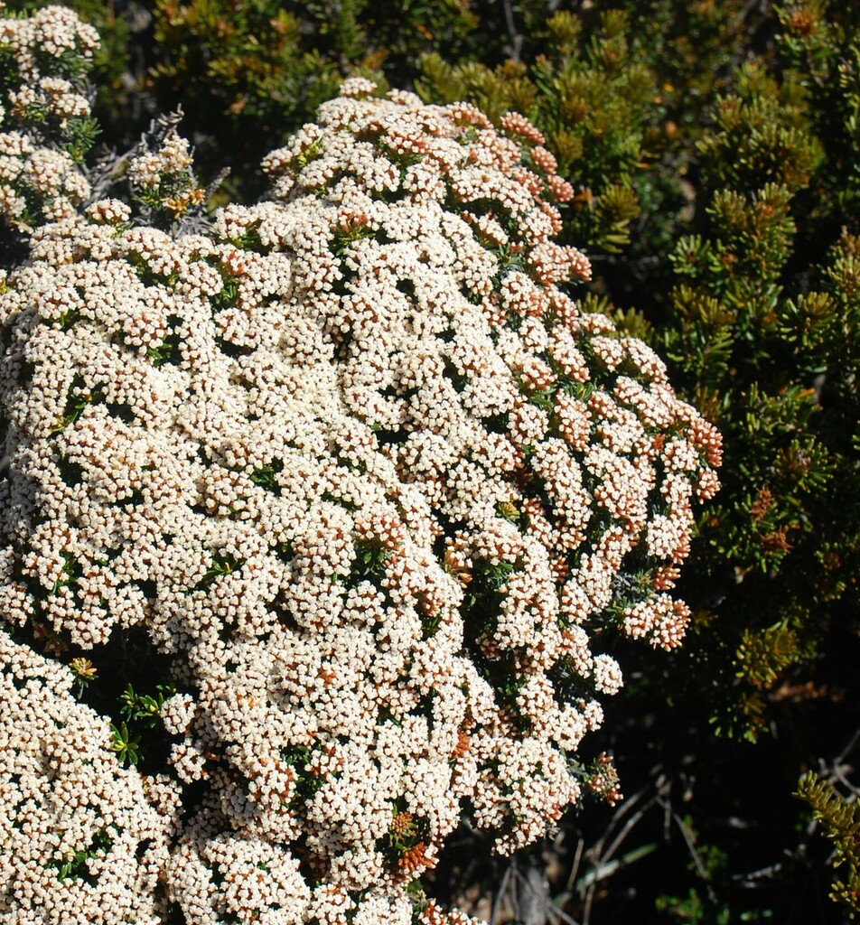 Kerosene Weed from Hobart Tasmanien, Australien on February 14, 2011 at ...