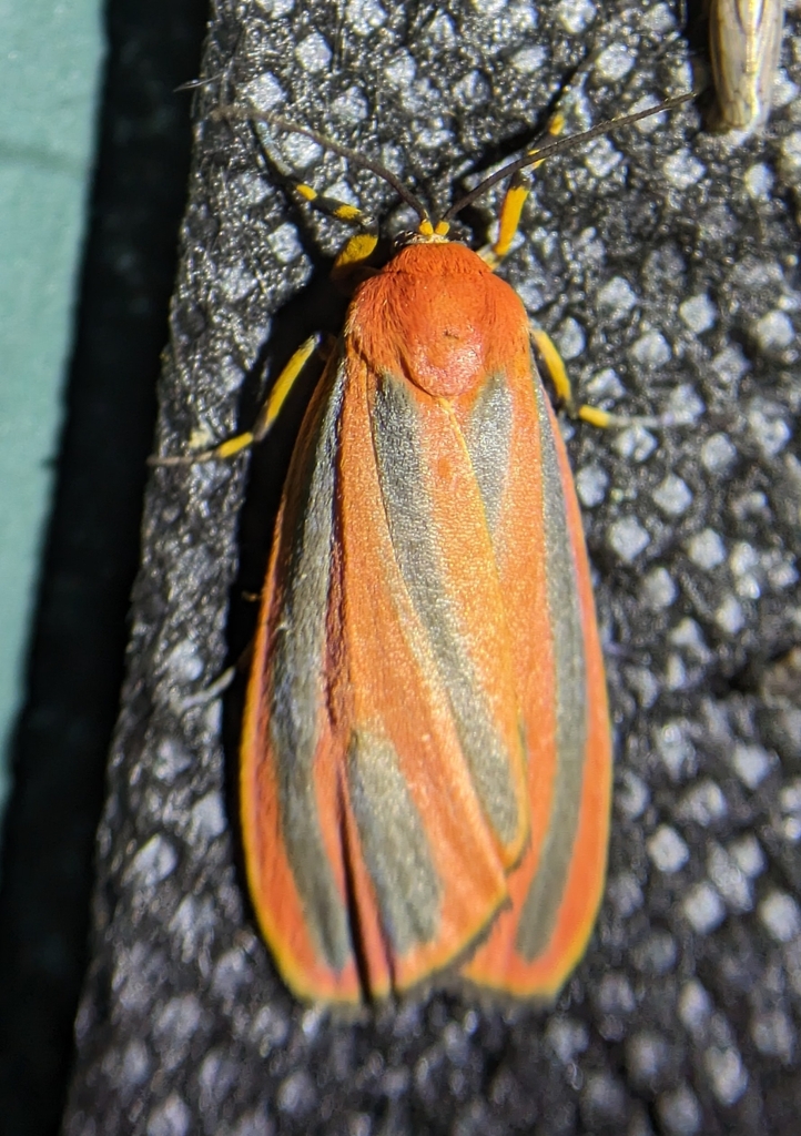 Scarlet-winged Lichen Moth in May 2024 by Leif · iNaturalist