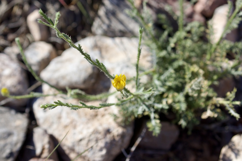 Spiny Goldenweed from Cochise County, AZ, USA on April 29, 2024 at 07: ...
