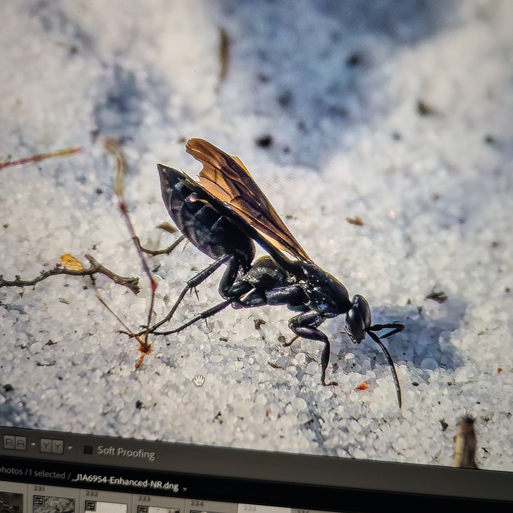 Aporus from Venus, FL 33960, USA on May 15, 2024 at 01:07 PM by Steven ...