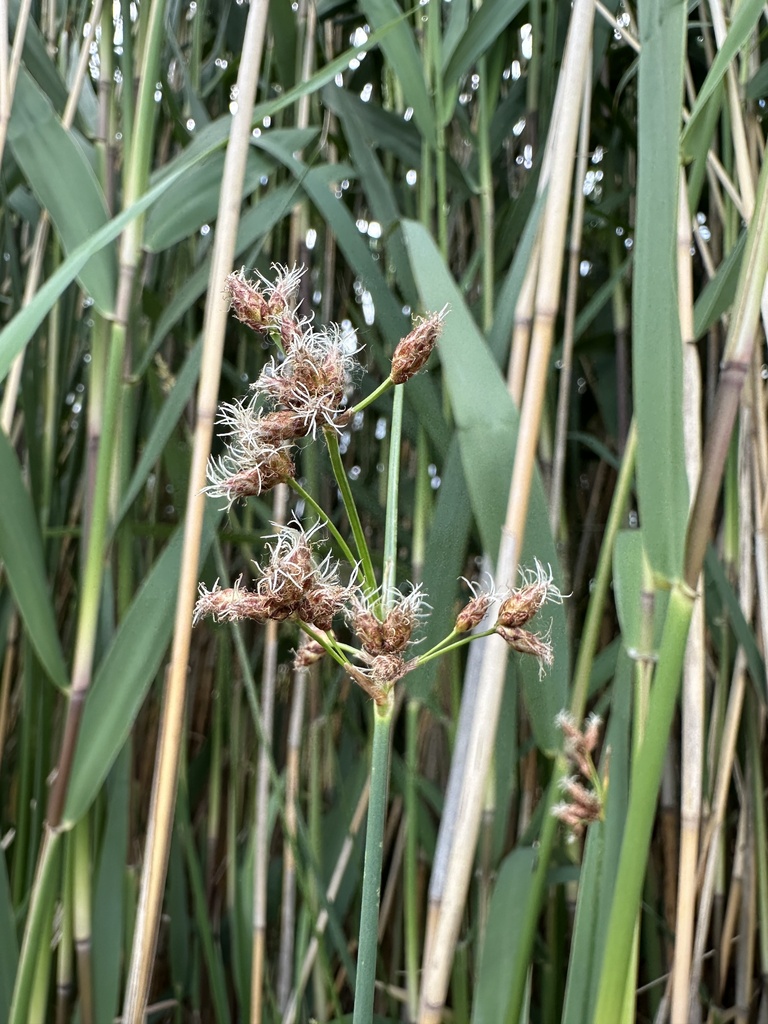soft-stemmed bulrush from Tadten, Burgenland, AT on May 15, 2024 at 03: ...